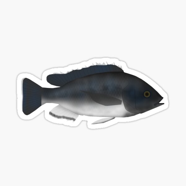 "Karonga tilapia" Sticker for Sale by fishfolkart | Redbubble