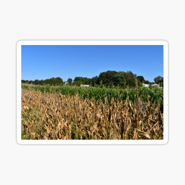 "Corn Fields " Sticker for Sale by Sunflowerwild | Redbubble