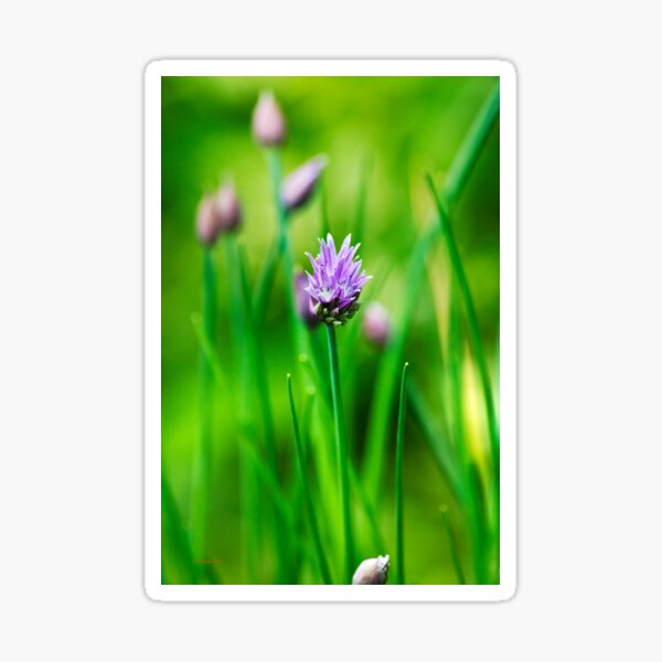 "Purple Chive" Sticker by rollosphotos | Redbubble