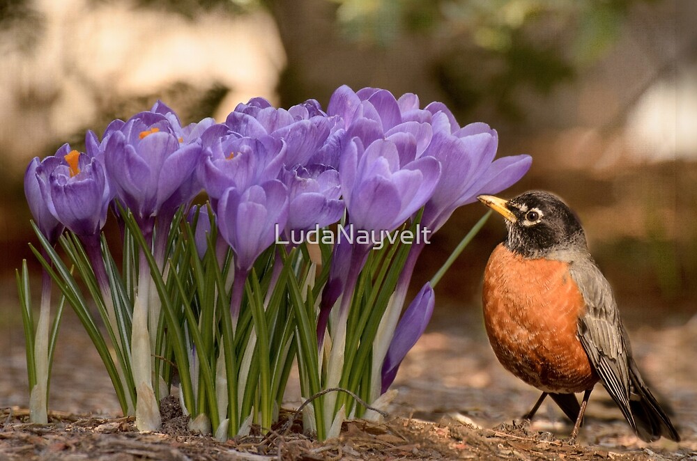 "Robin in the spring flowers" by LudaNayvelt | Redbubble