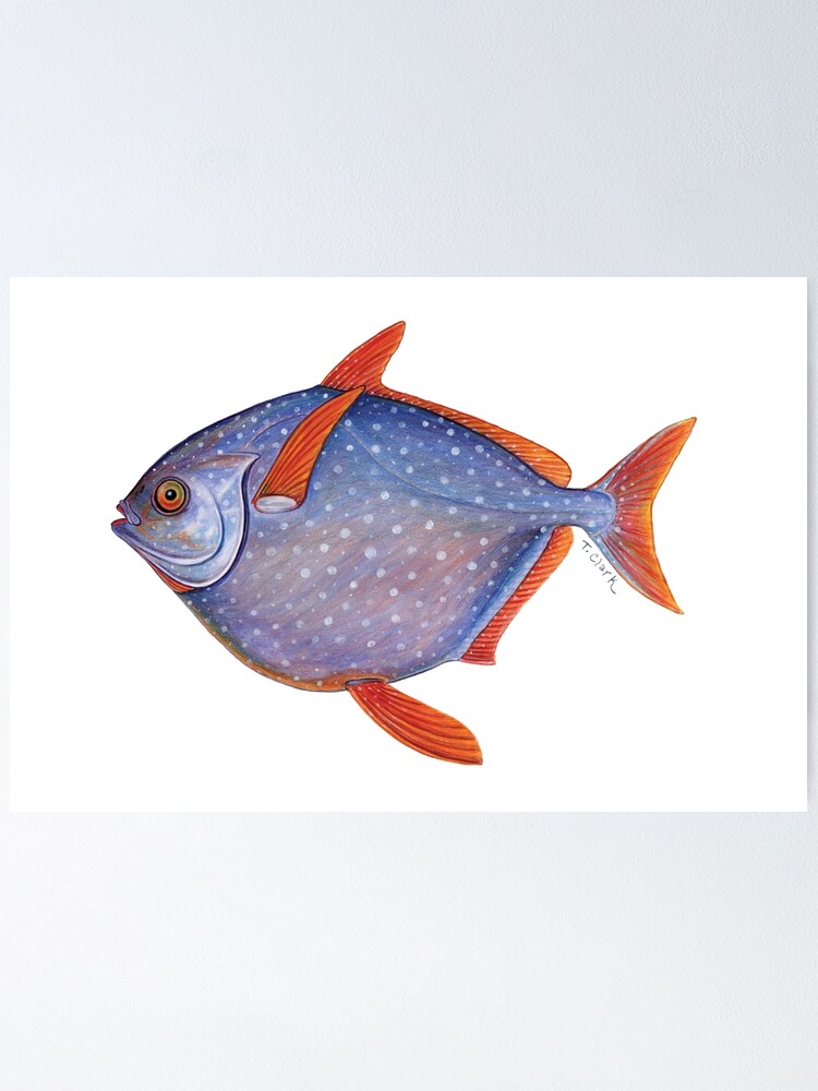 "Opah (Lampris guttatus)" Poster by edenart | Redbubble