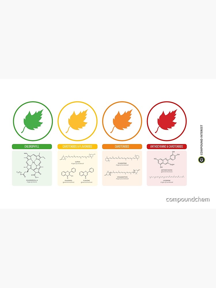 "Autumn Leaves Chemistry" Mug by compoundchem | Redbubble