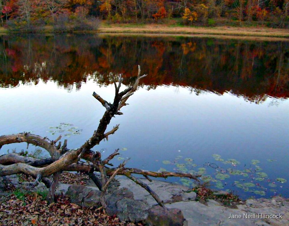"Beautiful Driftwood By The Side of Barbour's Pond, Garrett Mountain ...