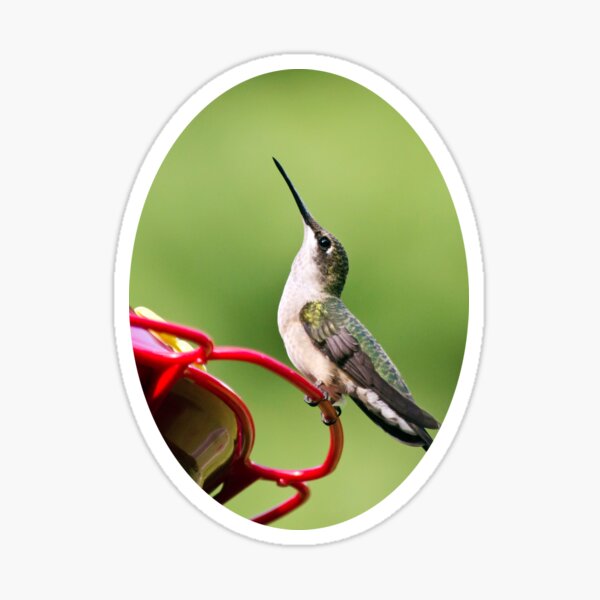 "Hummingbird on Feeder" Sticker for Sale by rollosphotos | Redbubble