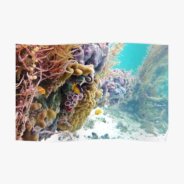 "coral reef" Poster by Islandjunkie09 | Redbubble