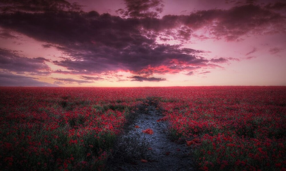 "Poppy Field Delight" by Lee-Anne Rafferty-Evans | Redbubble