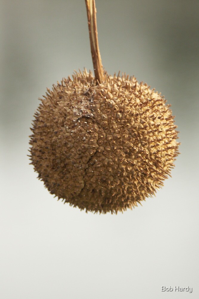"Sycamore Pod" by Bob Hardy | Redbubble