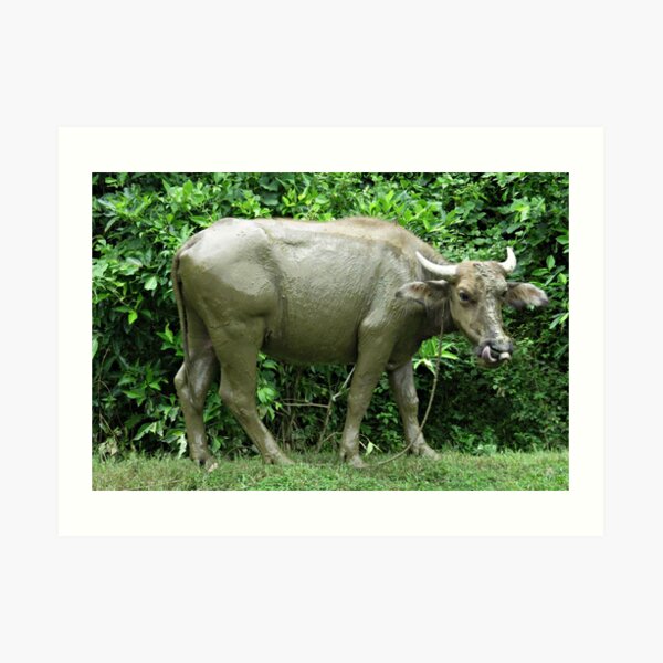 Carabao Art Prints | Redbubble