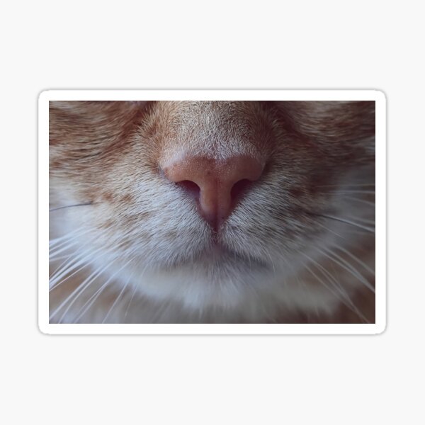 "cat mask" Sticker for Sale by LPDesignsUK | Redbubble