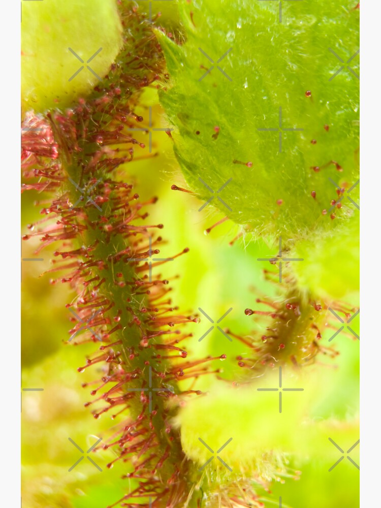 "Hazel " Sticker for Sale by Mindreader | Redbubble