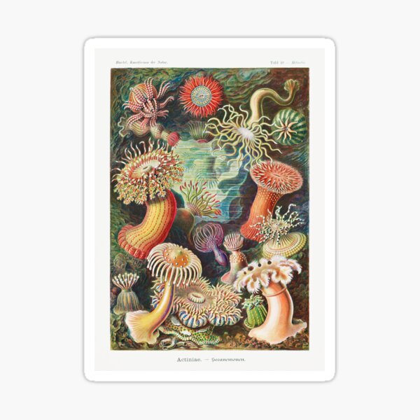 "Actiniae or Sea Anemones painted by the Scientist and Artist - Ernst ...