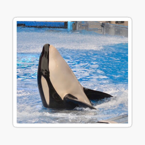 "Orca Hug" Sticker for Sale by lgodfroy43 | Redbubble