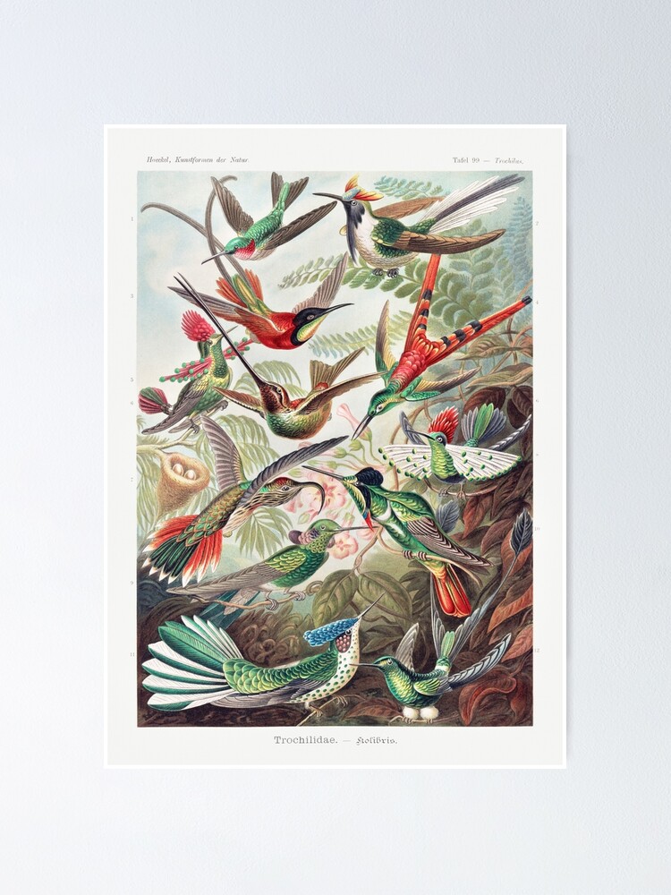 "Hummingbird, Trochilidae species vintage poster by the Scientist and ...