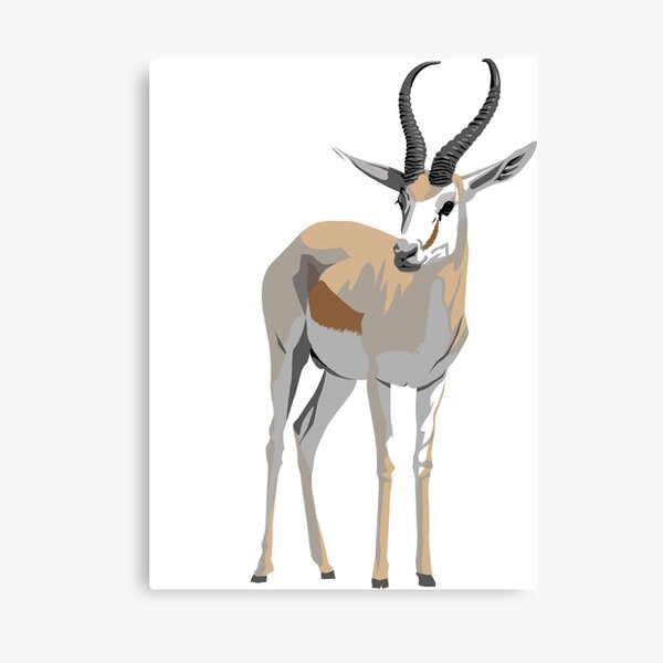 Springbok Canvas Prints | Redbubble