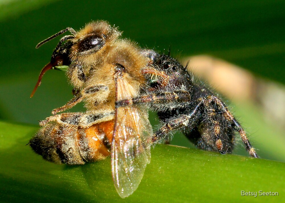 "JUMPING SPIDER CARRYING A HONEY BEE FOR DINNER #2" by Betsy Seeton ...