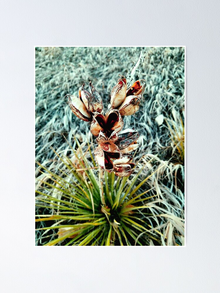 "Yucca Blossoms" Poster for Sale by JustBara | Redbubble