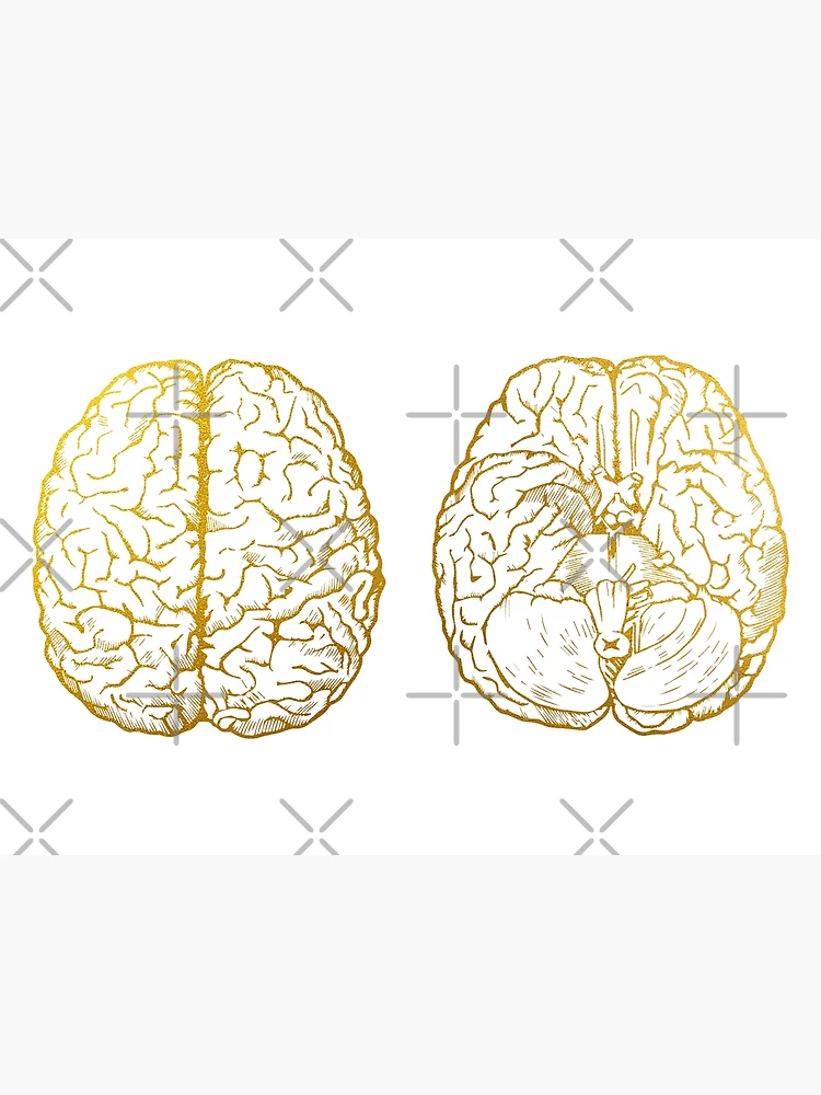 Blank Chart Human Brain