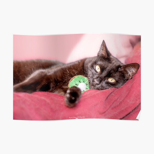 "Leeroy, the beautiful black cat" Poster by MiyokoKells | Redbubble