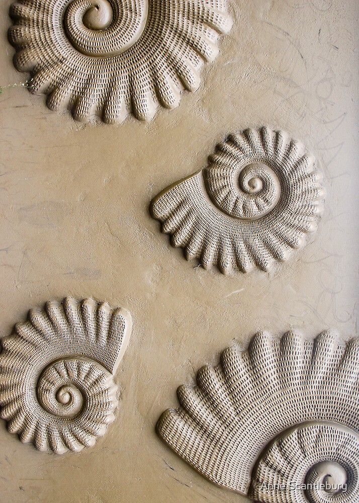 "shell patterns" by Anne Scantlebury | Redbubble