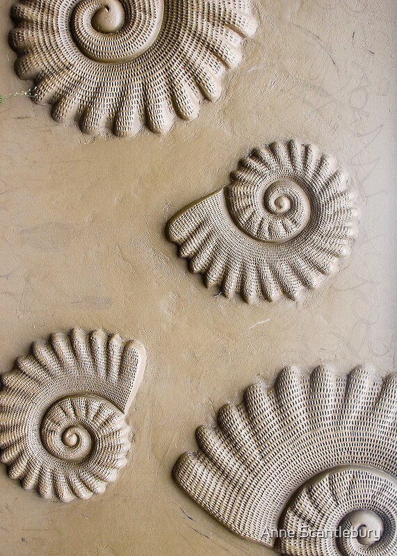 "shell patterns" by Anne Scantlebury | Redbubble