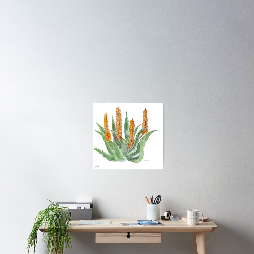 "Aloe ferox sketch" Poster for Sale by MareeClarkson | Redbubble