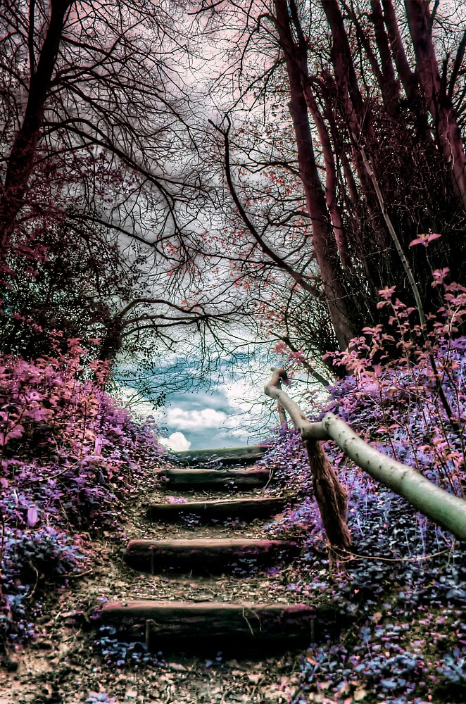 "Fantasy Forest Steps" by Vicki Field | Redbubble