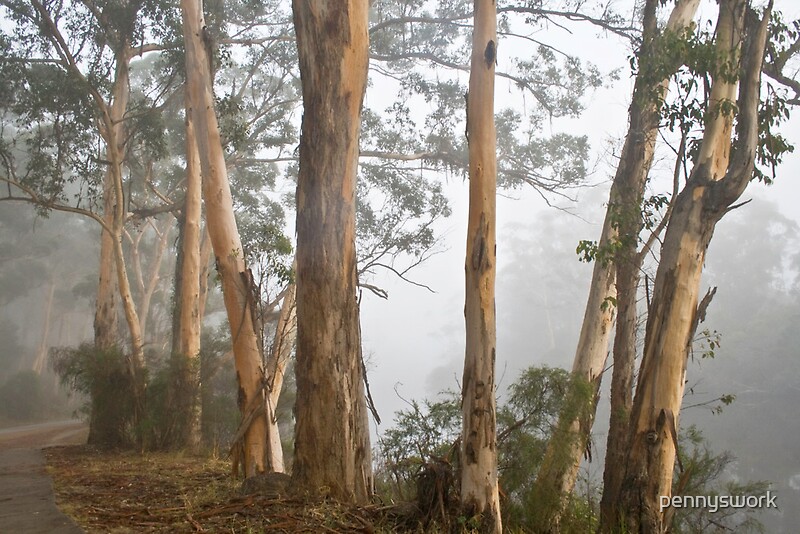 "Karri Trees in the Early Morning Mist" by pennyswork | Redbubble