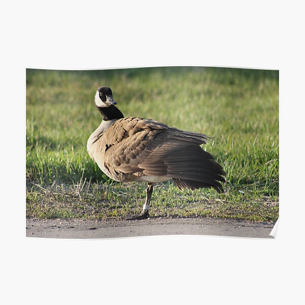 "Banded Bird (Canada Goose)" Poster for Sale by stephenralph | Redbubble