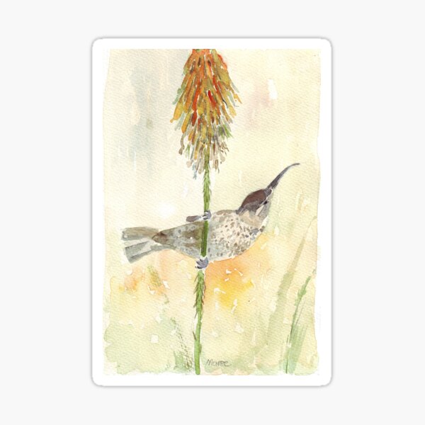"Amethyst Sunbird female" Sticker for Sale by MareeClarkson | Redbubble