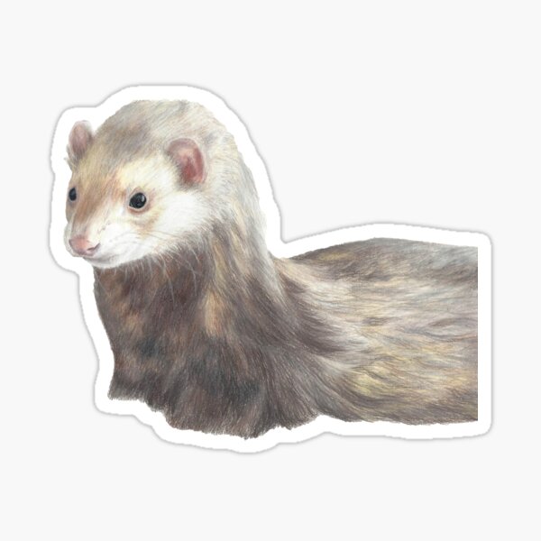 "Ferret" Sticker by artbybri7 | Redbubble