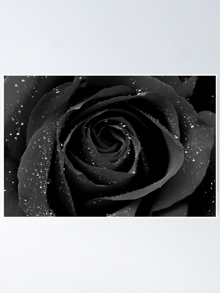 "Flowers Black Rose" Poster by ErikaKaisersot | Redbubble