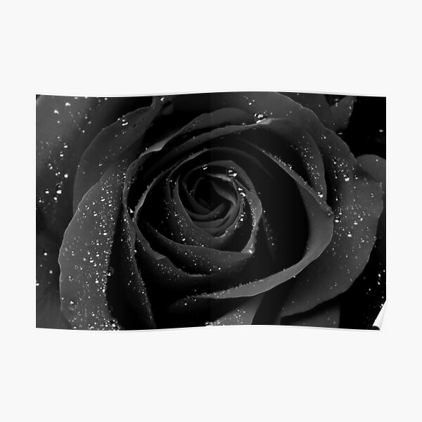 "Flowers Black Rose" Poster by ErikaKaisersot | Redbubble