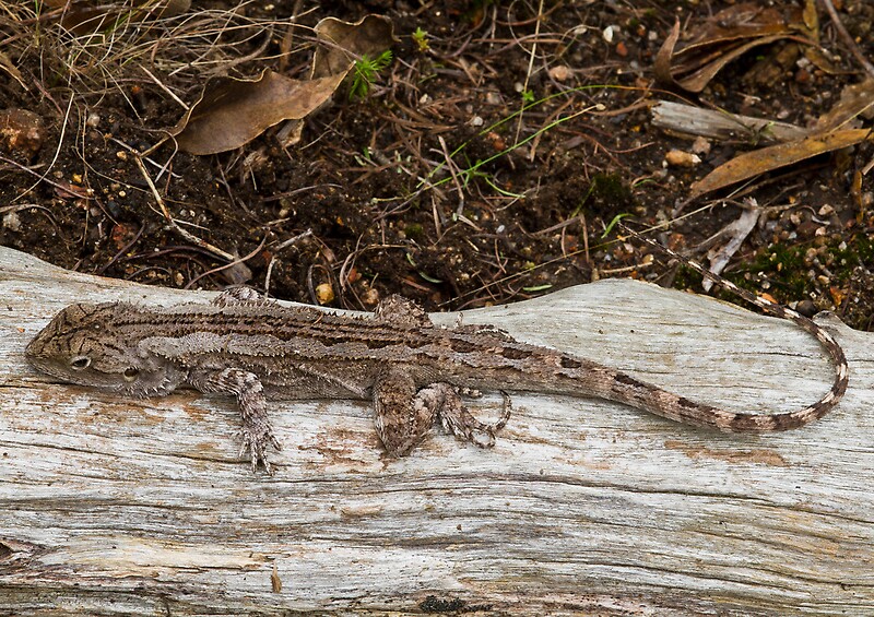 "Eastern Bearded Dragon Pogona barbata" by David Piko | Redbubble