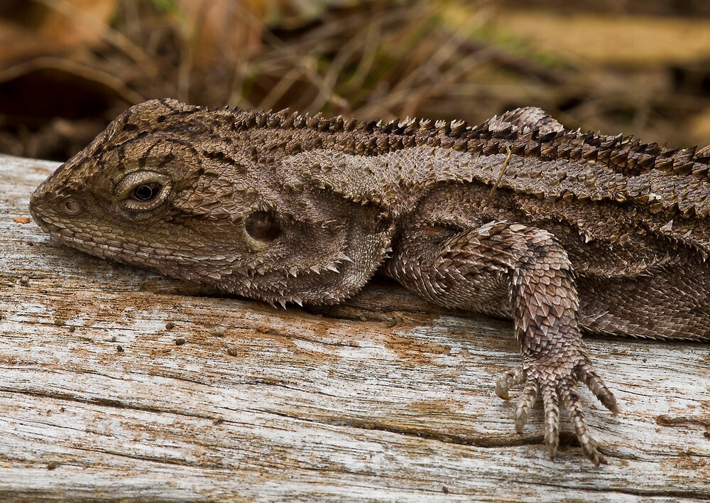 "Eastern Bearded Dragon Pogona barbata" by David Piko | Redbubble