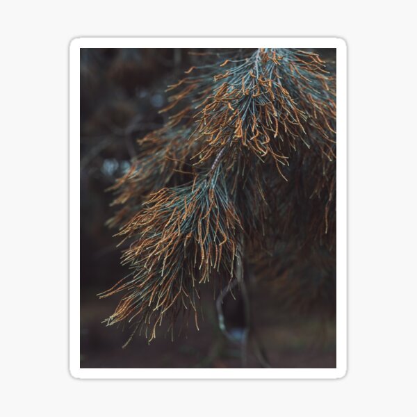 "Sheoak in Autumn" Sticker for Sale by DBI-Photos | Redbubble