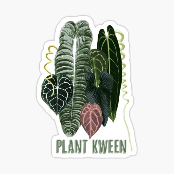 "plant kween" Sticker for Sale by peperomia | Redbubble
