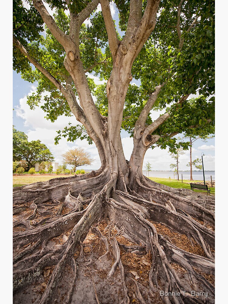"Mysore Fig Tree at Fort Myers, Florida" Poster for Sale by Miracles ...