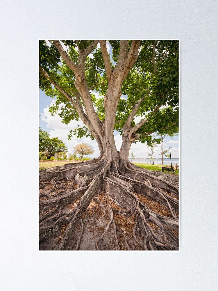 "Mysore Fig Tree at Fort Myers, Florida" Poster for Sale by Miracles ...