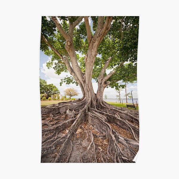 "Mysore Fig Tree at Fort Myers, Florida" Poster for Sale by Miracles ...