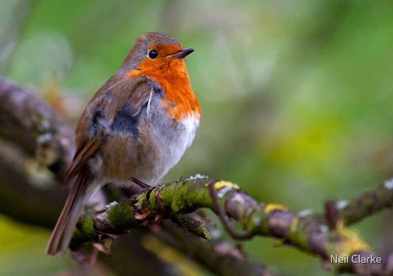 "Red chested Robin" by Neil Clarke | Redbubble