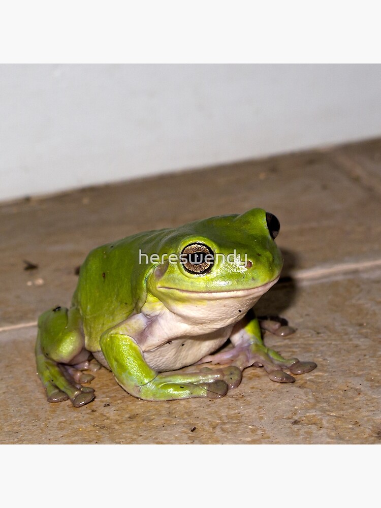 "relaxed green tree frog" Poster by hereswendy | Redbubble