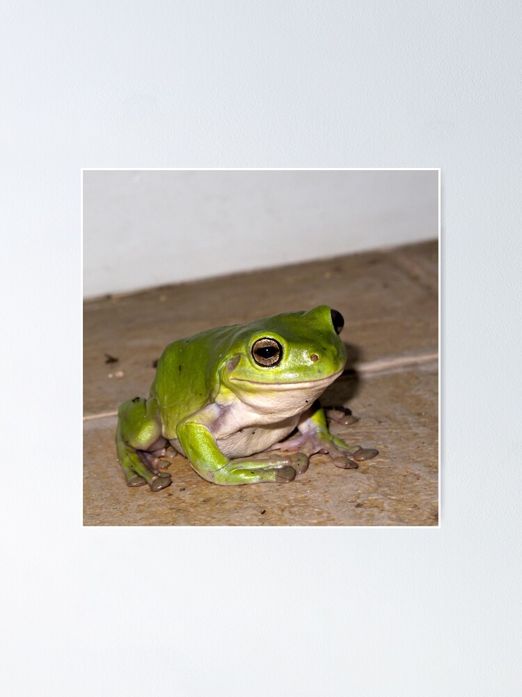 "relaxed green tree frog" Poster for Sale by hereswendy | Redbubble