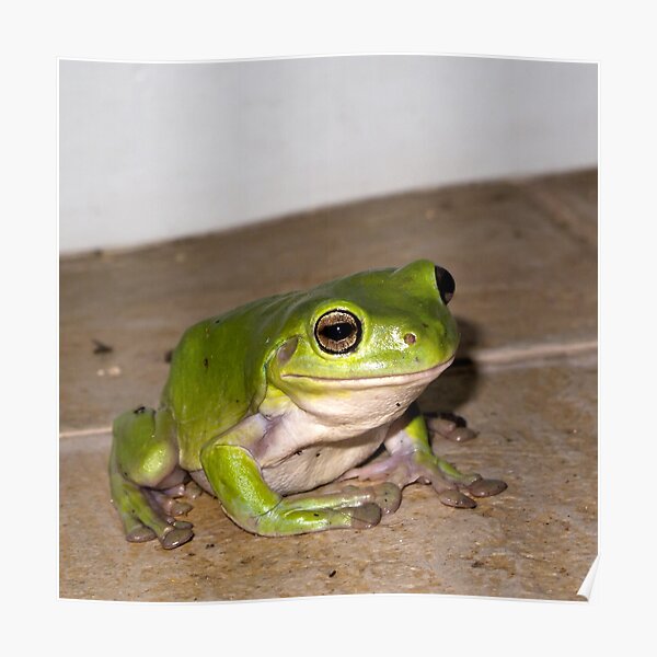 "relaxed green tree frog" Poster for Sale by hereswendy | Redbubble