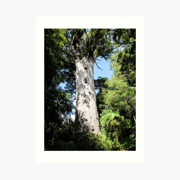 "giant kauri tree" Art Print by sma1050 | Redbubble