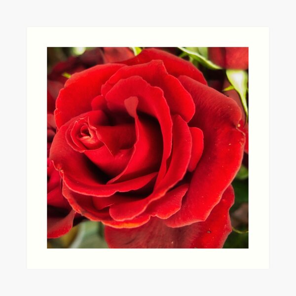 "Beautiful rich red rose" Art Print by hereswendy | Redbubble