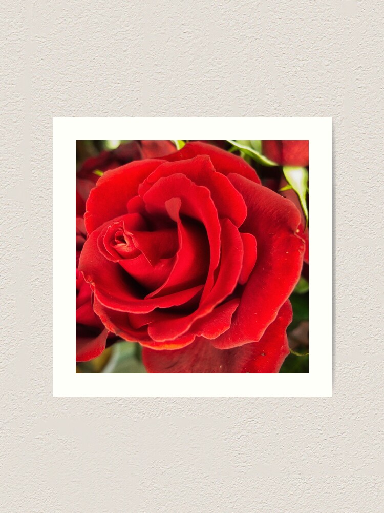 "Beautiful rich red rose" Art Print by hereswendy | Redbubble