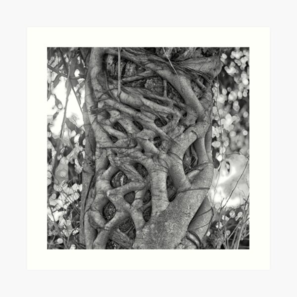 "Beautiful tangle of a Strangler Fig" Art Print for Sale by hereswendy ...