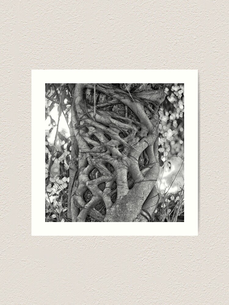 "Beautiful tangle of a Strangler Fig" Art Print for Sale by hereswendy ...