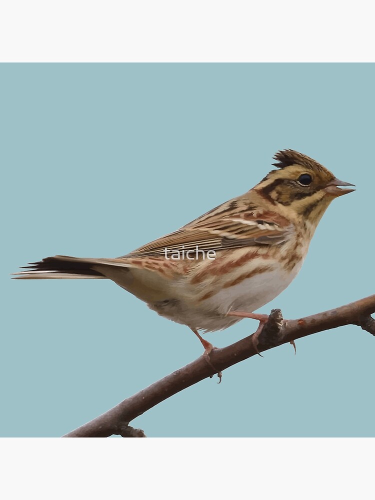 "Rustic Bunting Bird Vector Isolated" Poster for Sale by taiche | Redbubble