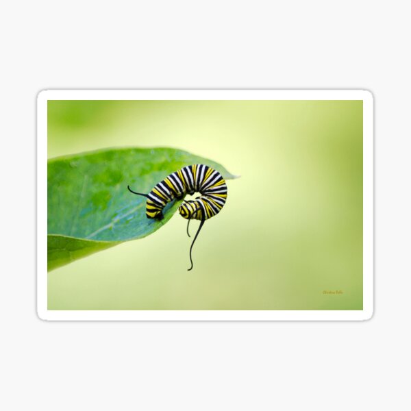 "Monarch Caterpillar" Sticker for Sale by rollosphotos | Redbubble